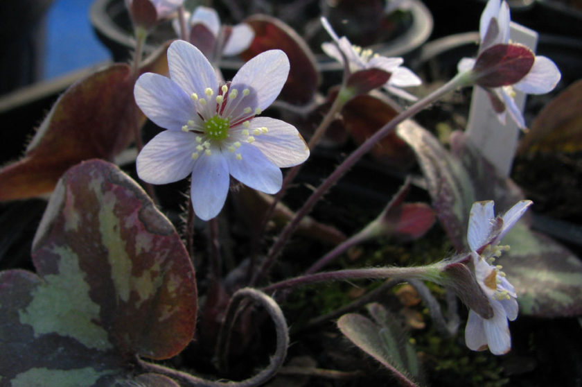 Gone to Seed: Ephemeral Spring Blooms - Beech Hollow Farms
