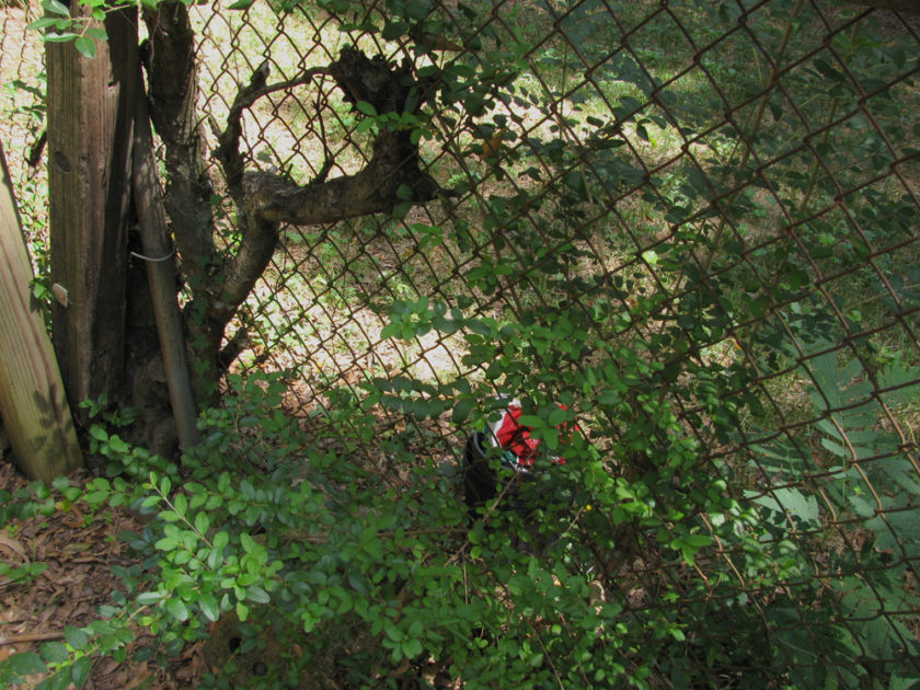 Pernicious Privet - Beech Hollow Farms