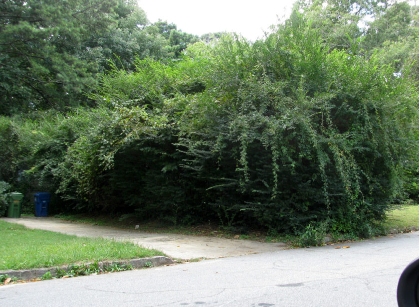 Pernicious Privet - Beech Hollow Farms