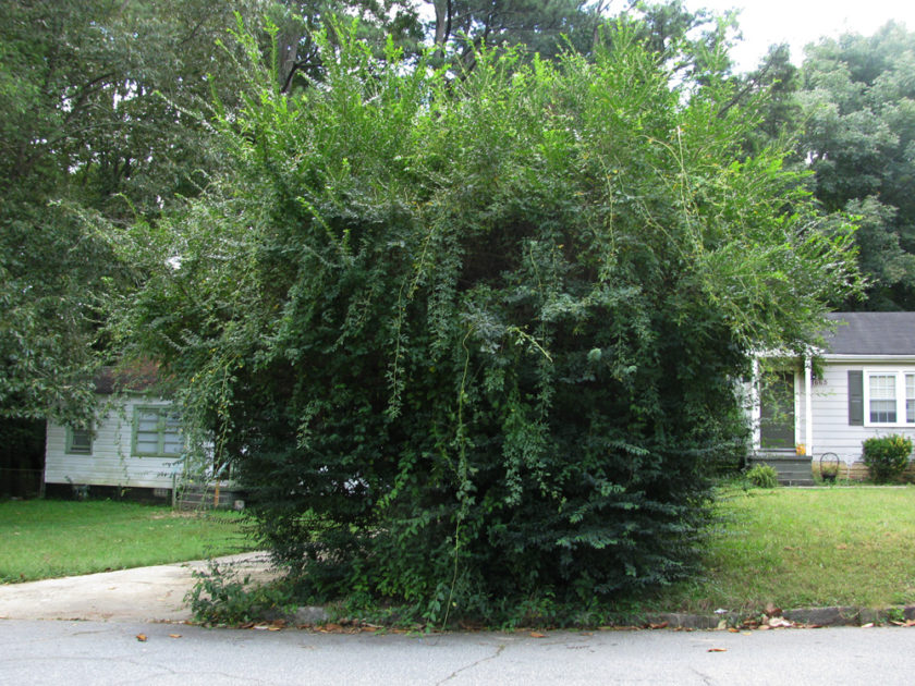 Pernicious Privet - Beech Hollow Farms