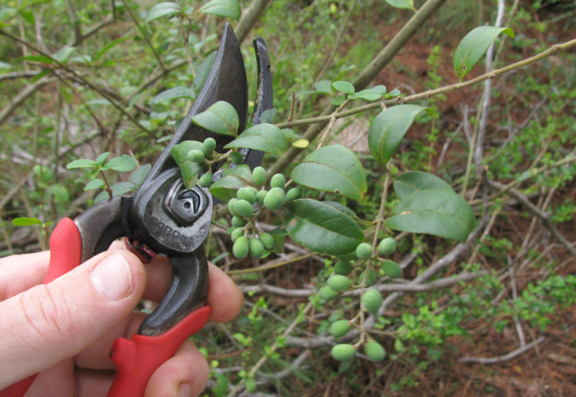 Pernicious Privet - Beech Hollow Farms