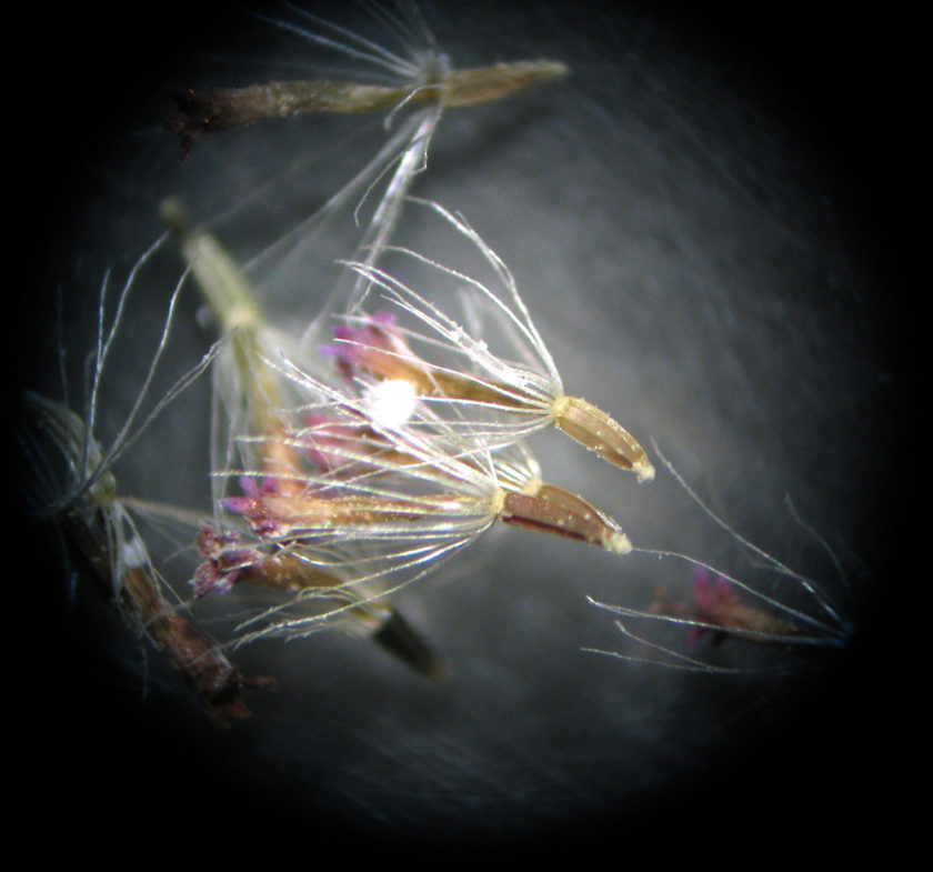 Seeds, Up Close and Personal - Beech Hollow Farms