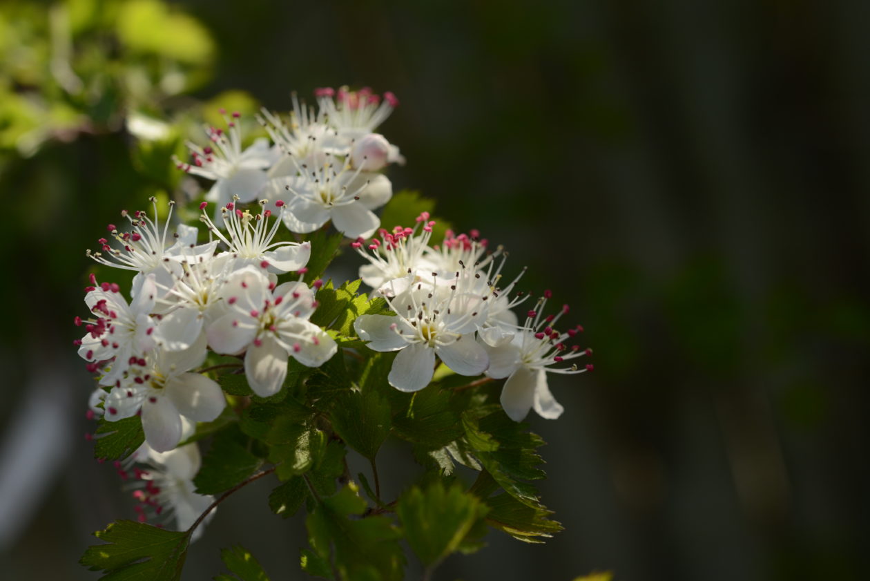 What's not to love? Beautiful Hawthorns with Bountiful Berries - Beech ...