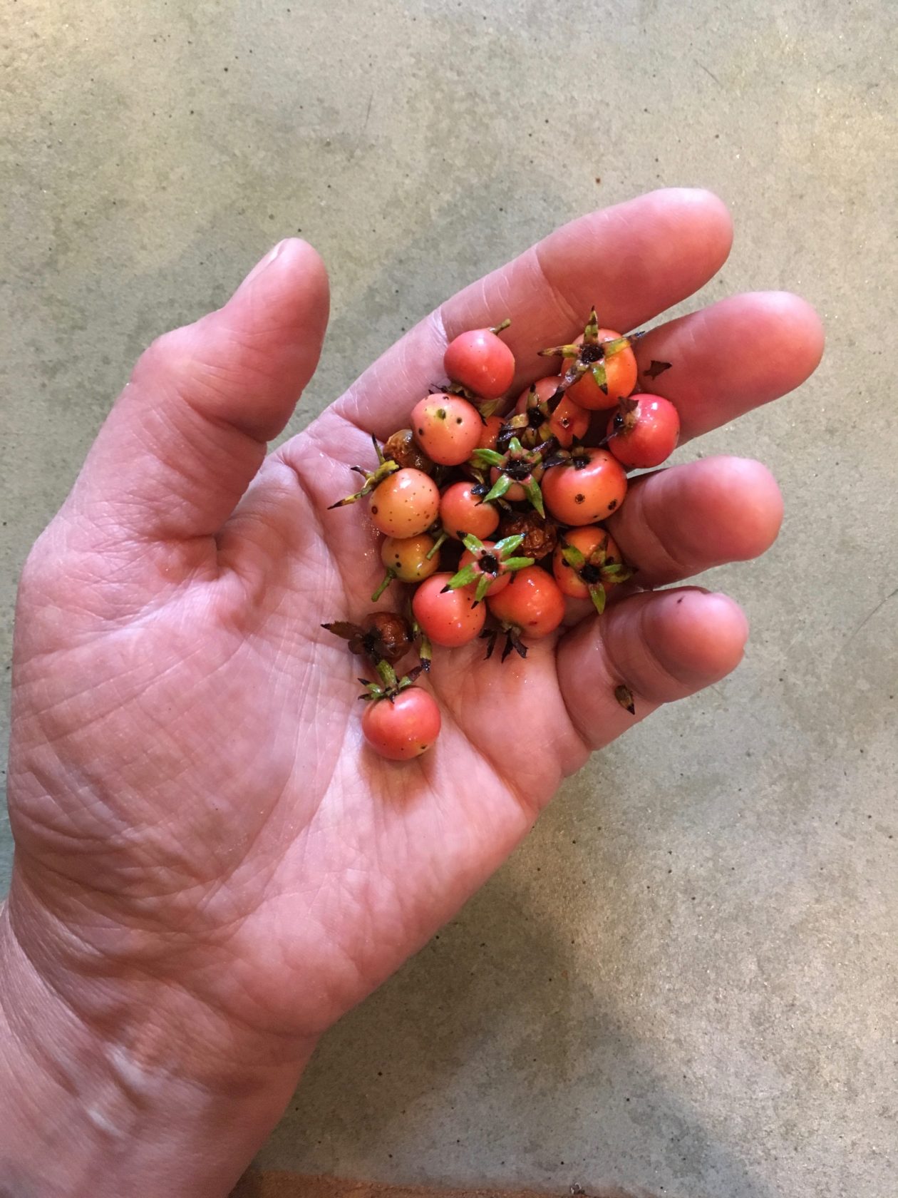 What's not to love? Beautiful Hawthorns with Bountiful Berries - Beech ...