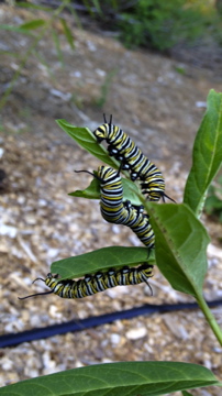 The Marvelous Monarch Migration (Part 1) - Beech Hollow Farms