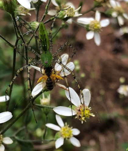 Spiders in the Garden - Beech Hollow Farms