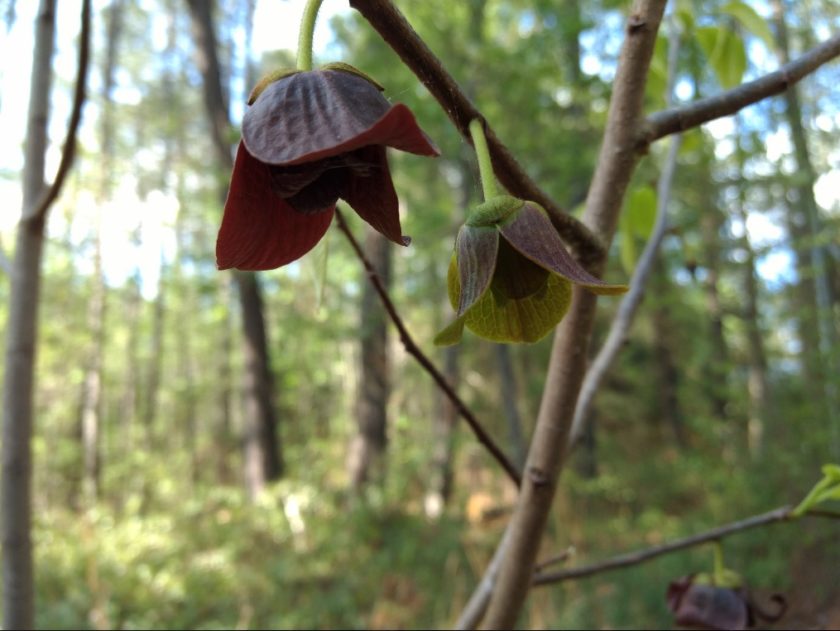 Native Fruit Trees: The Paw Paw Post - Beech Hollow Farms