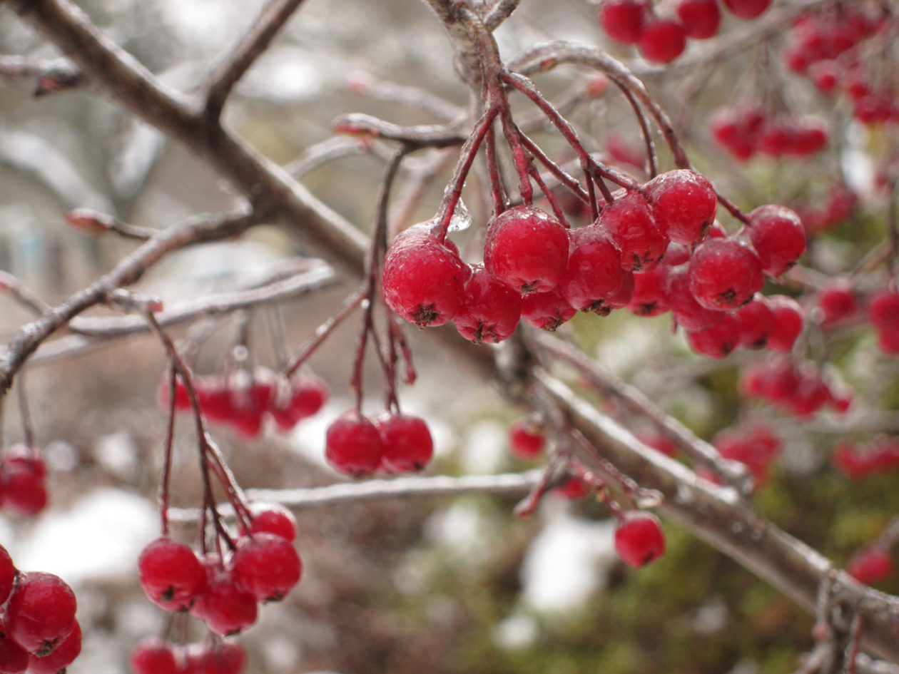 Winter Persistent Berries: A Bird's Best Friend - Beech Hollow Farms