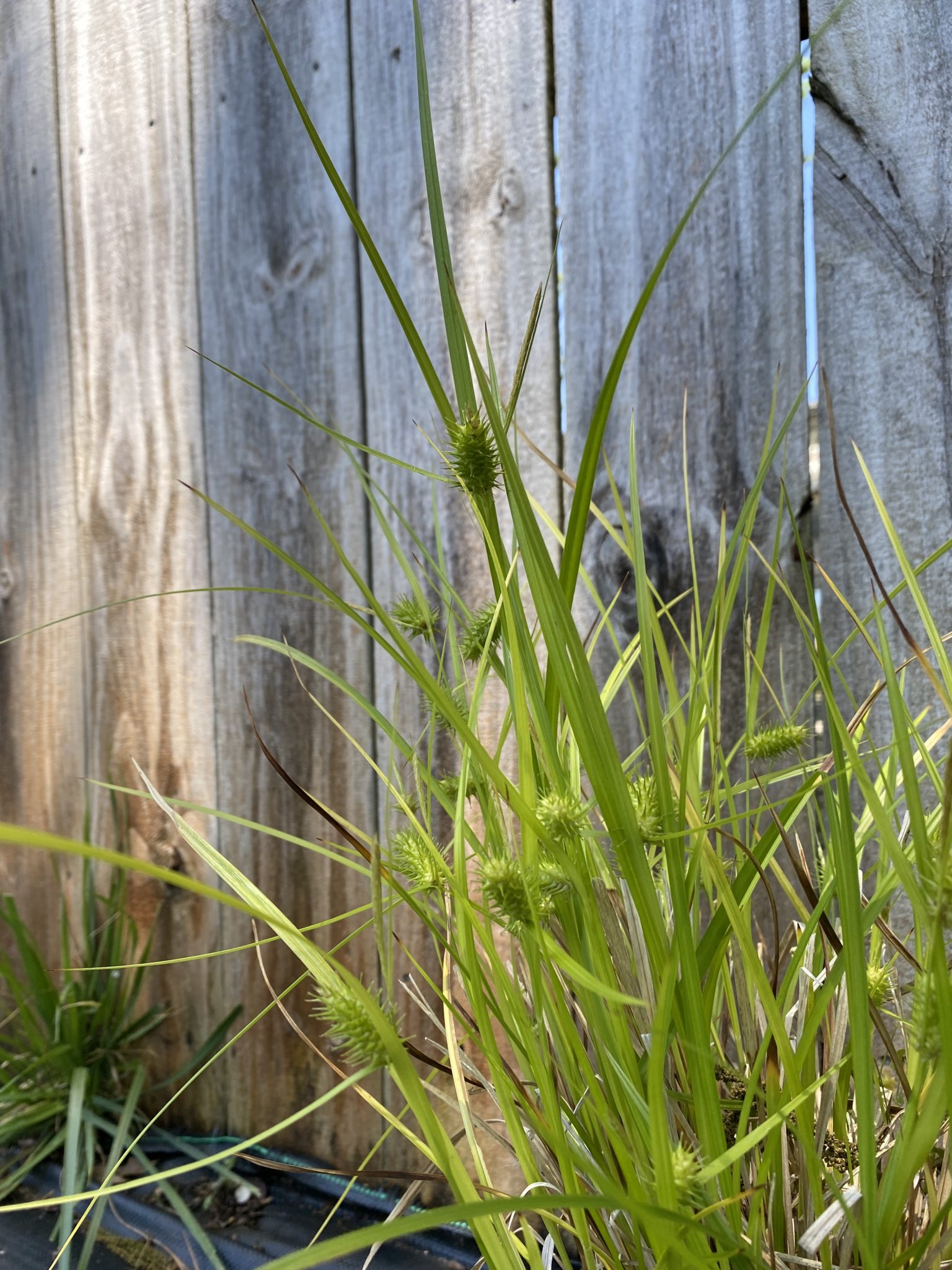Carex lurida (Sallow Sedge), Shallow Sedge - Beech Hollow Farms