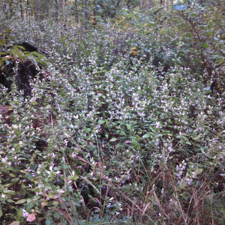 Crataegus uniflora - Beech Hollow Farms