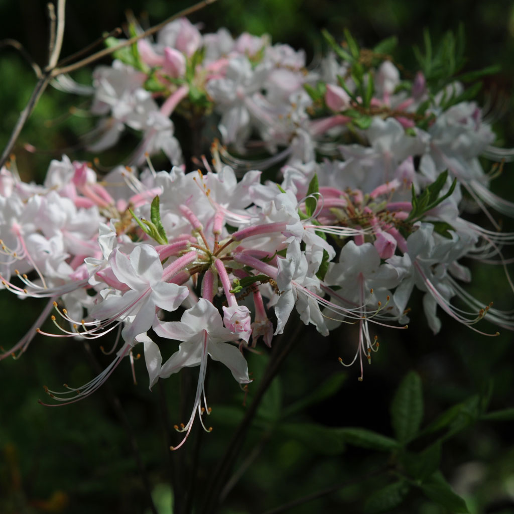 Rhododendron canescens (Mountain Azalea), Piedmont Azalea - Beech ...