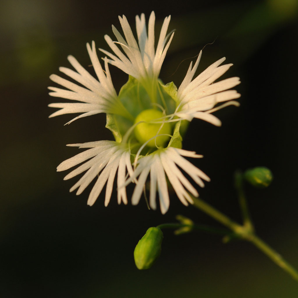 Silene stellata (Widow's Frill), Starry Campion - Beech Hollow Farms