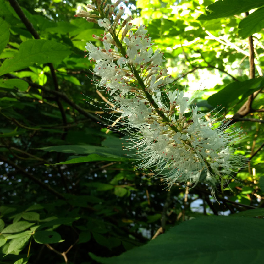 Crataegus uniflora (Dwarf Hawthorn) - Beech Hollow Farms