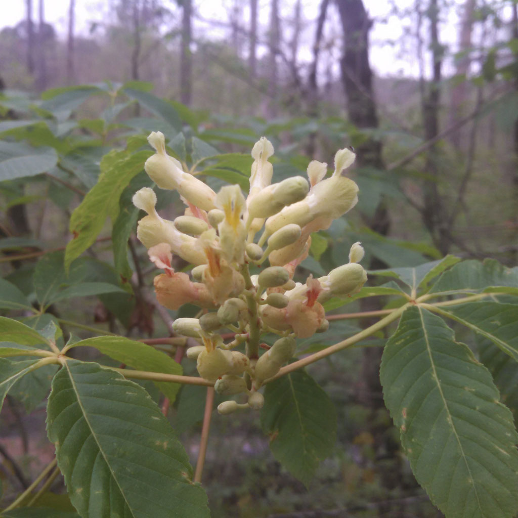 Shop Native Plants - Beech Hollow Farms