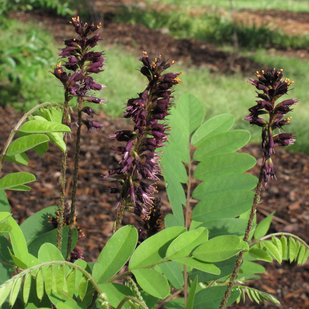 Shop Native Plants - Beech Hollow Farms