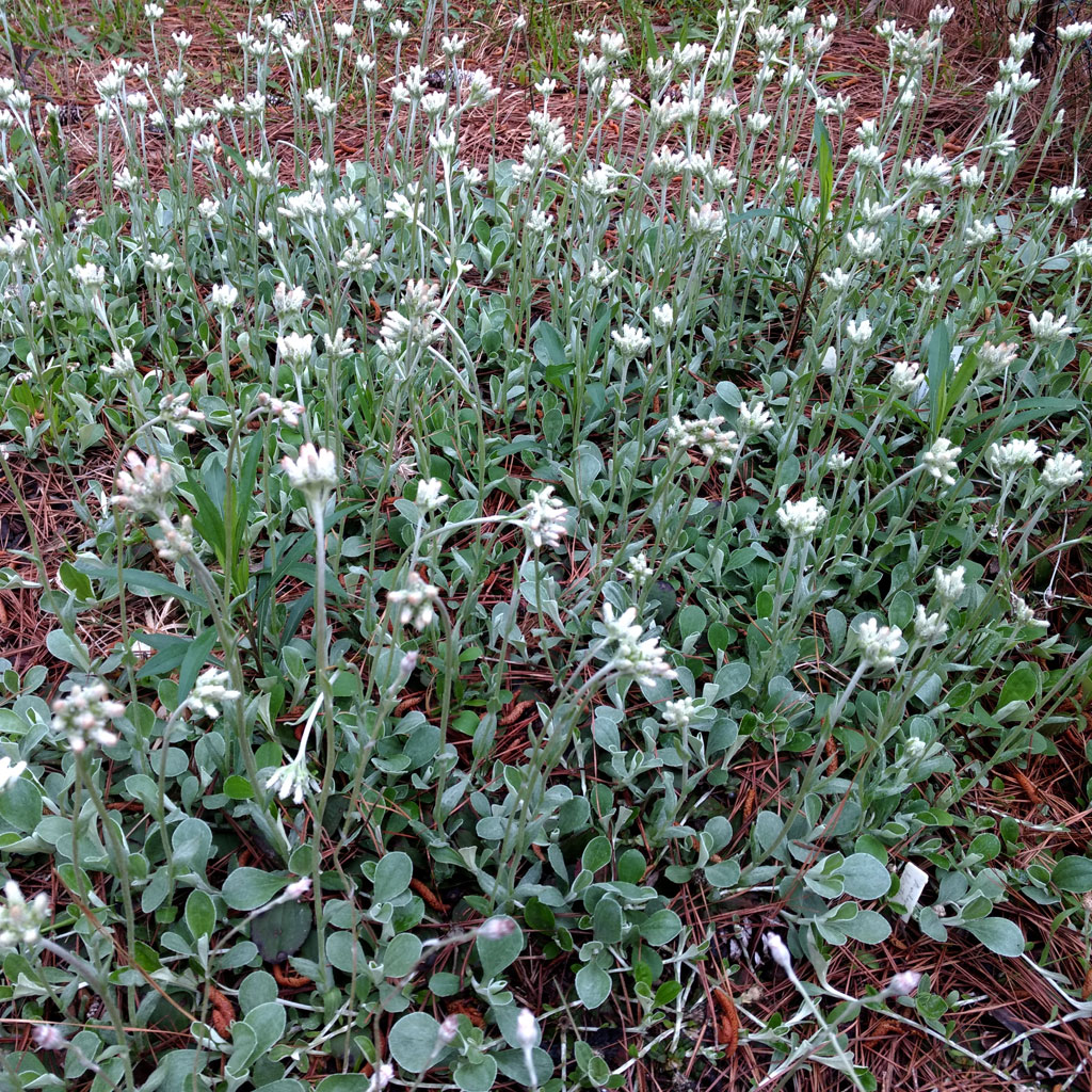 Shop Native Plants - Beech Hollow Farms