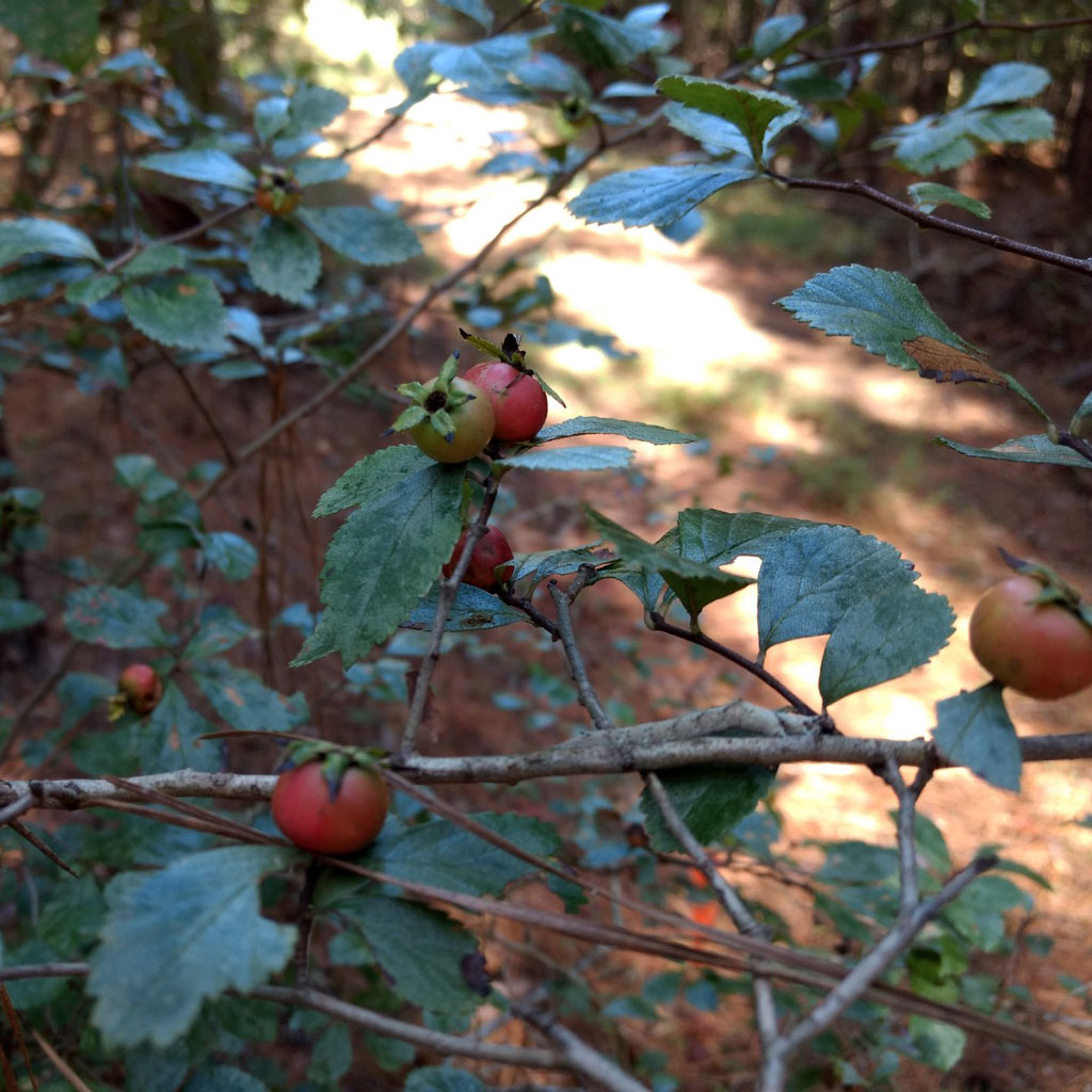 Crataegus uniflora (Dwarf Hawthorn) - Beech Hollow Farms