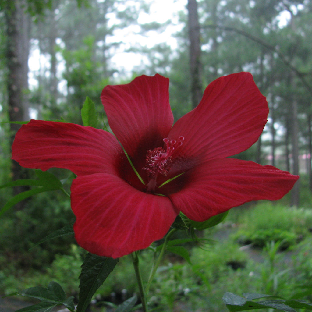 Hibiscus coccineus (Scarlet Rosemallow), Scarlet Rose Mallow - Beech ...