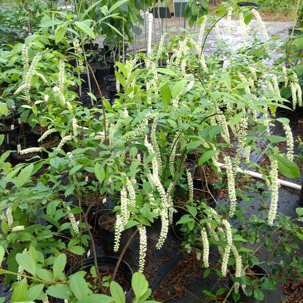 Itea virginica (Virginia Sweetspire) - Beech Hollow Farms