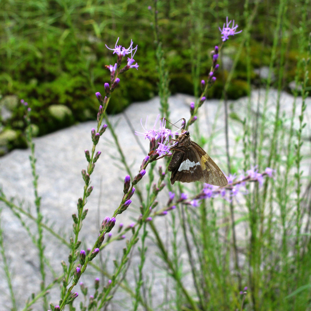 Liatris microcephala (Dwarf Blazing Star), Small Headed Blazing Star ...