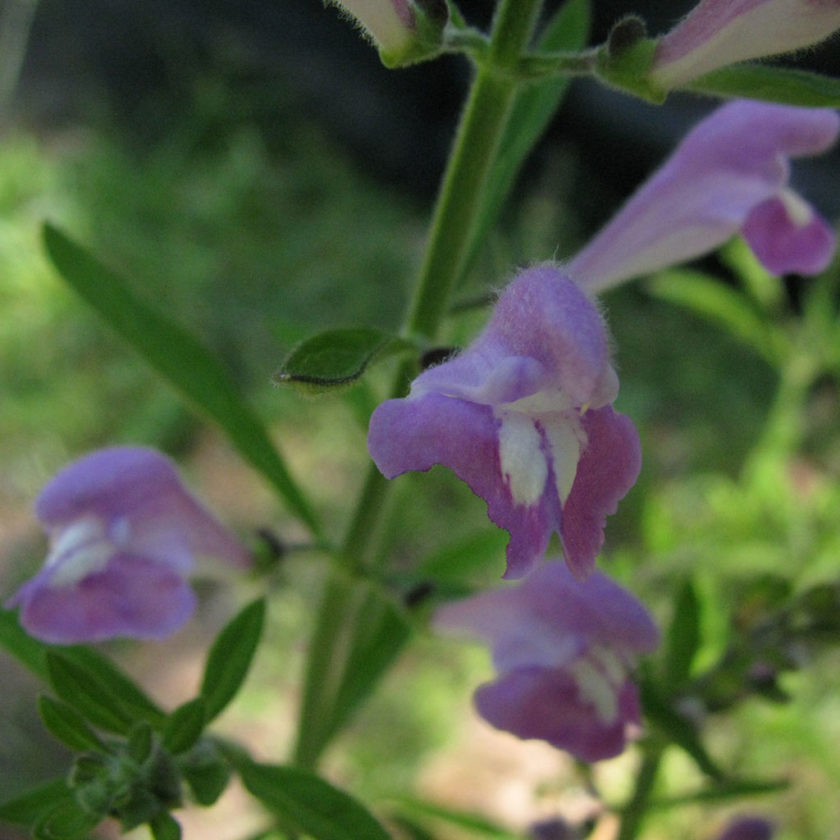 Manfreda virginica (False Aloe), American Aloe - Beech Hollow Farms