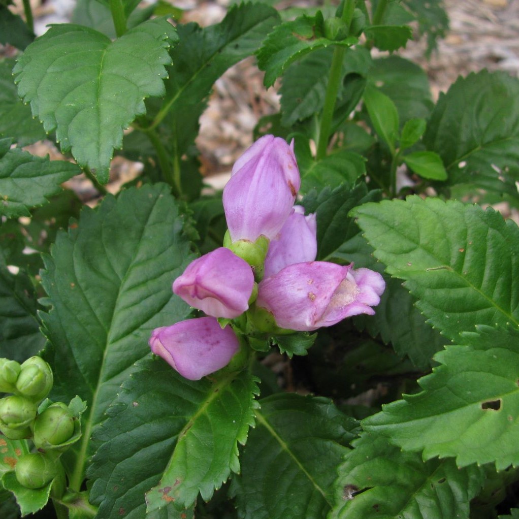 Pink Archives - Beech Hollow Farms