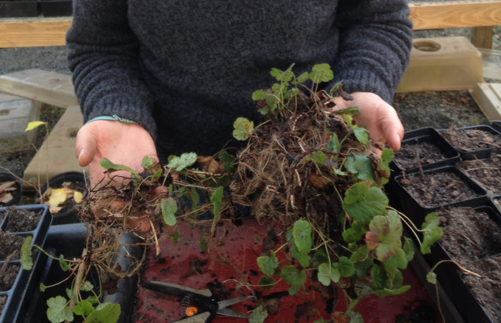 Bare Root Shipping November through February - Beech Hollow Farms