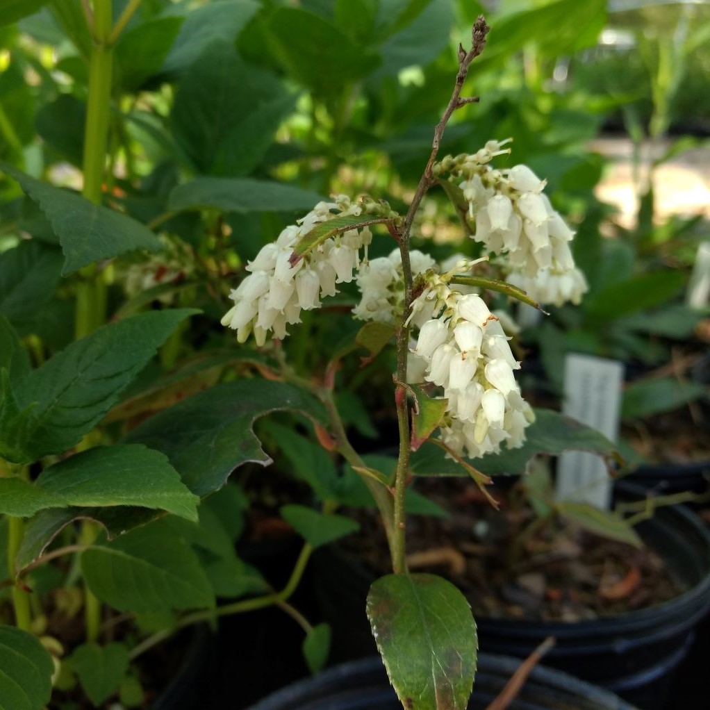 Leucothoe fontanesiana (Doghobble), Drooping Laurel - Beech Hollow Farms