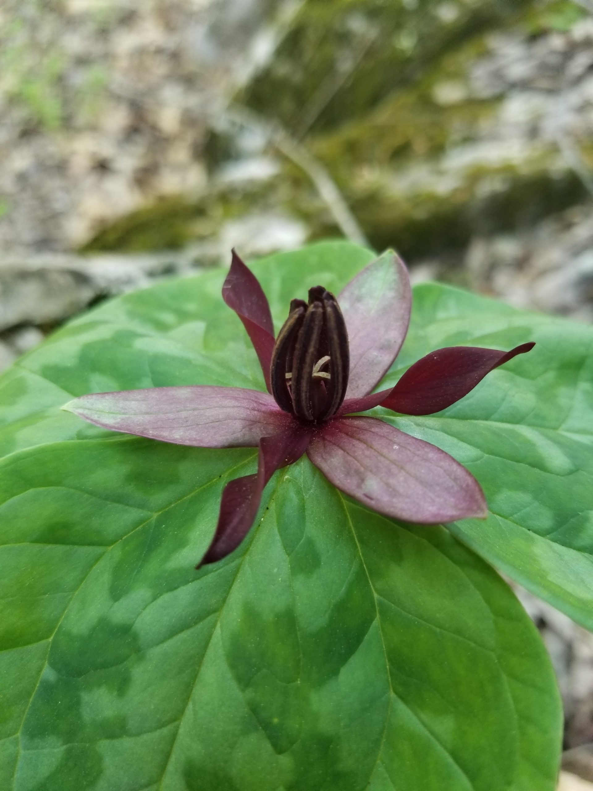 Trillium Travels - Beech Hollow Farms