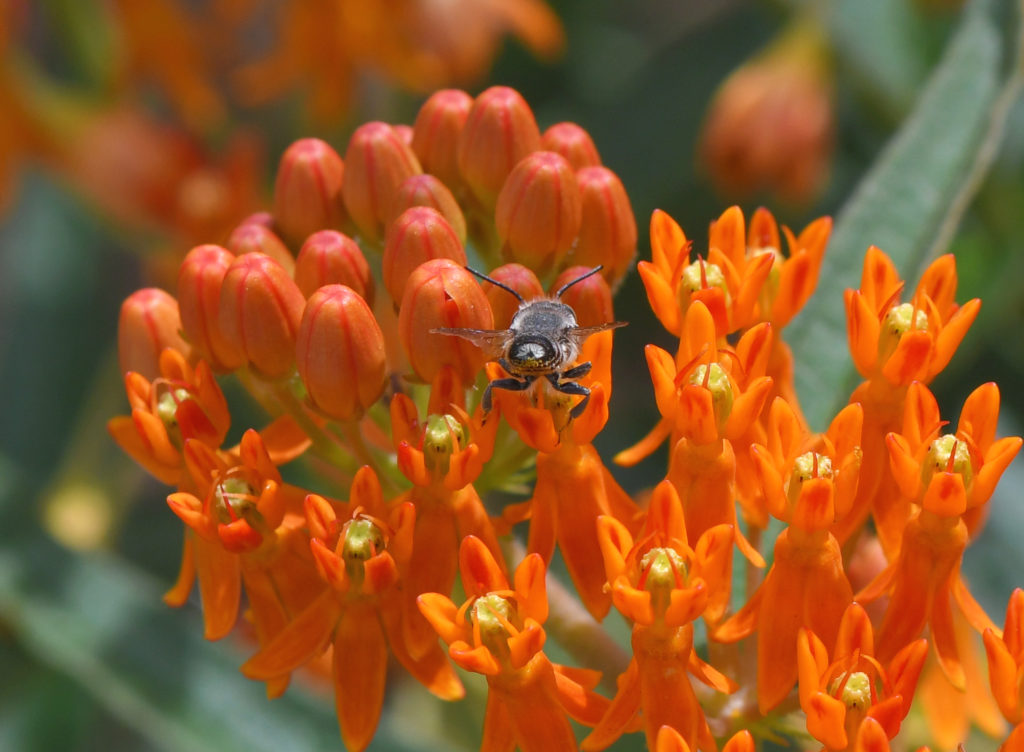 Georgia Pollinator Plants of the Year - Beech Hollow Farms