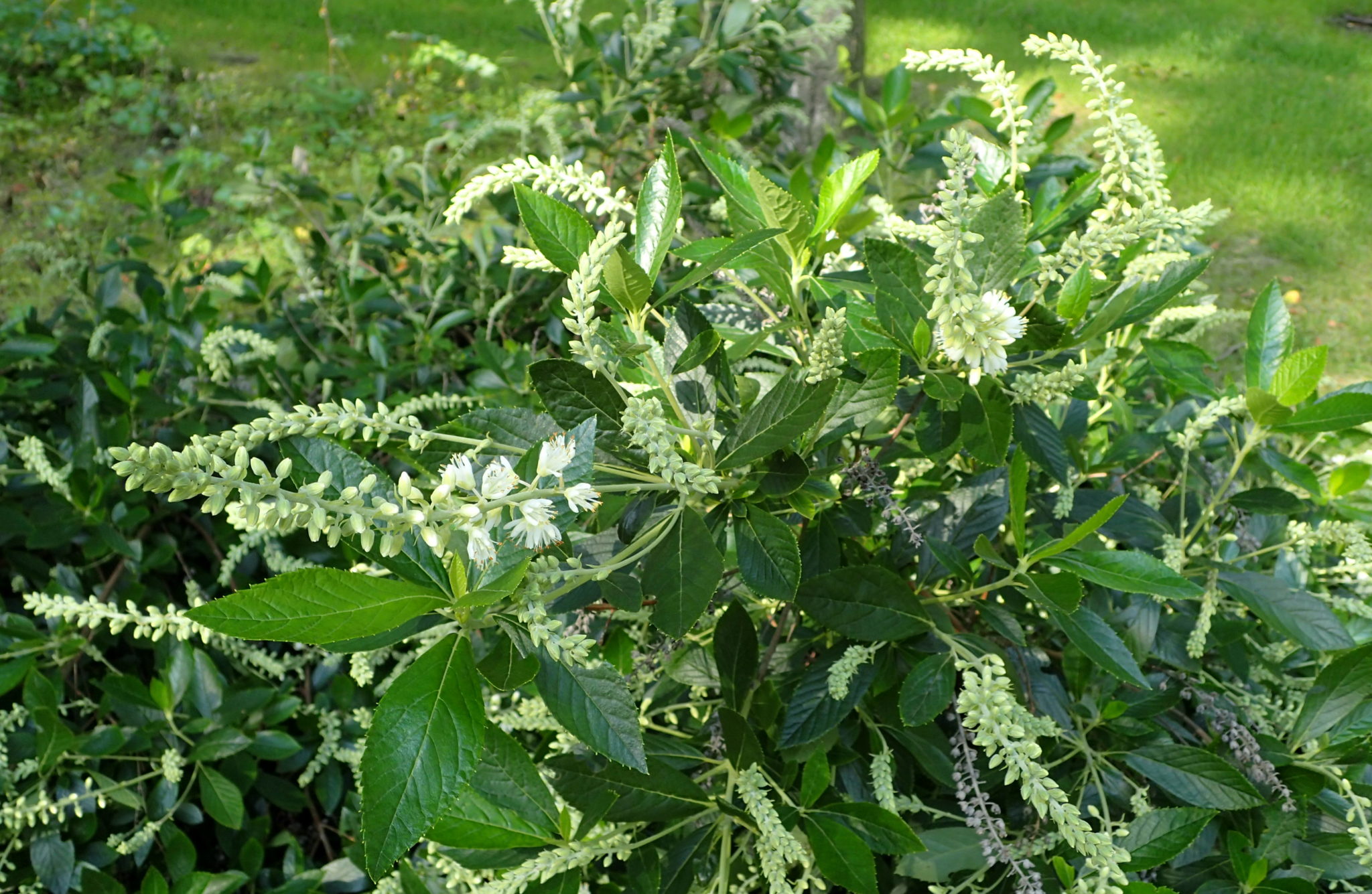 Georgia Pollinator Plants of the Year - Beech Hollow Farms