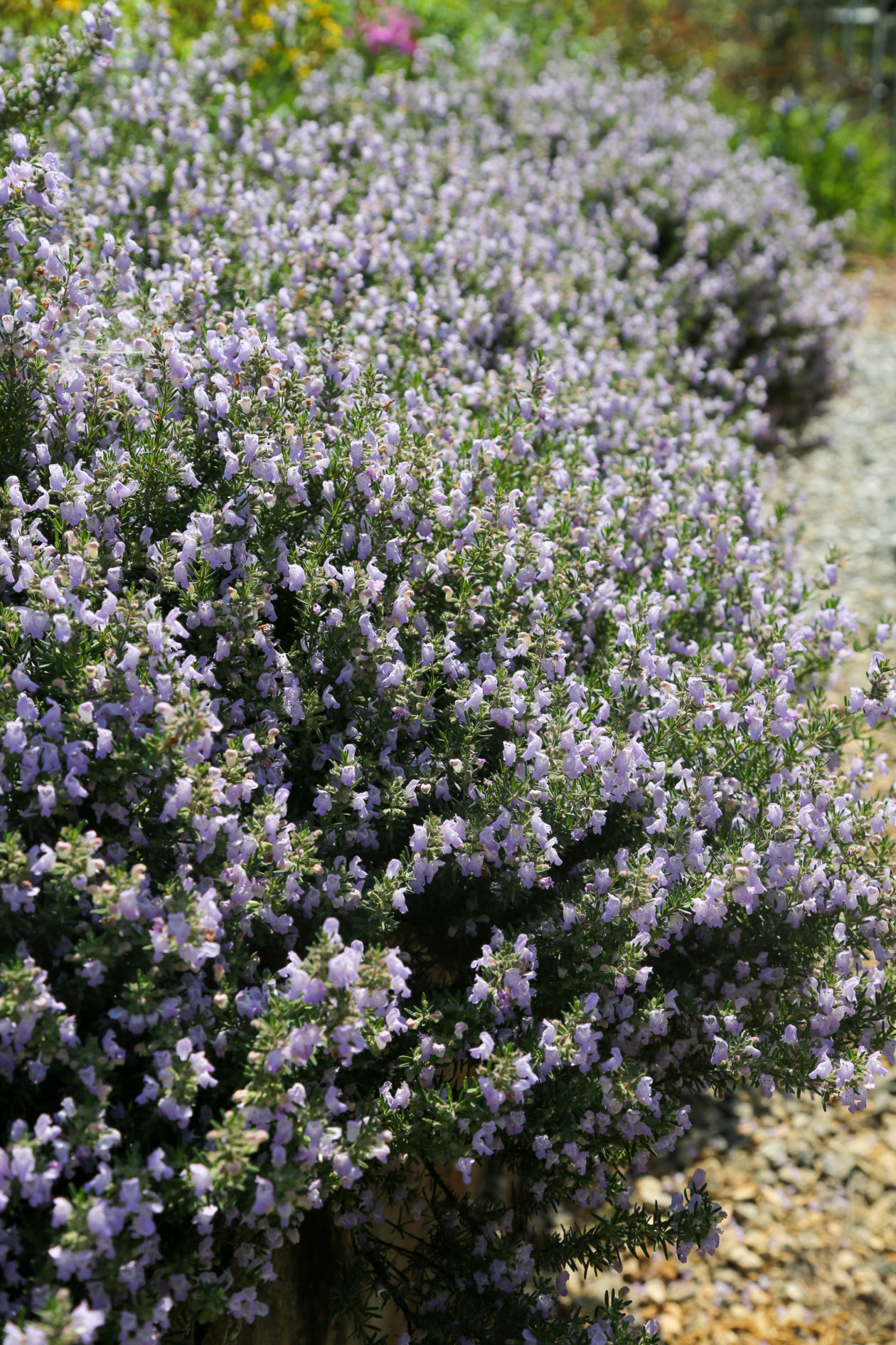 Georgia Pollinator Plants of the Year - Beech Hollow Farms