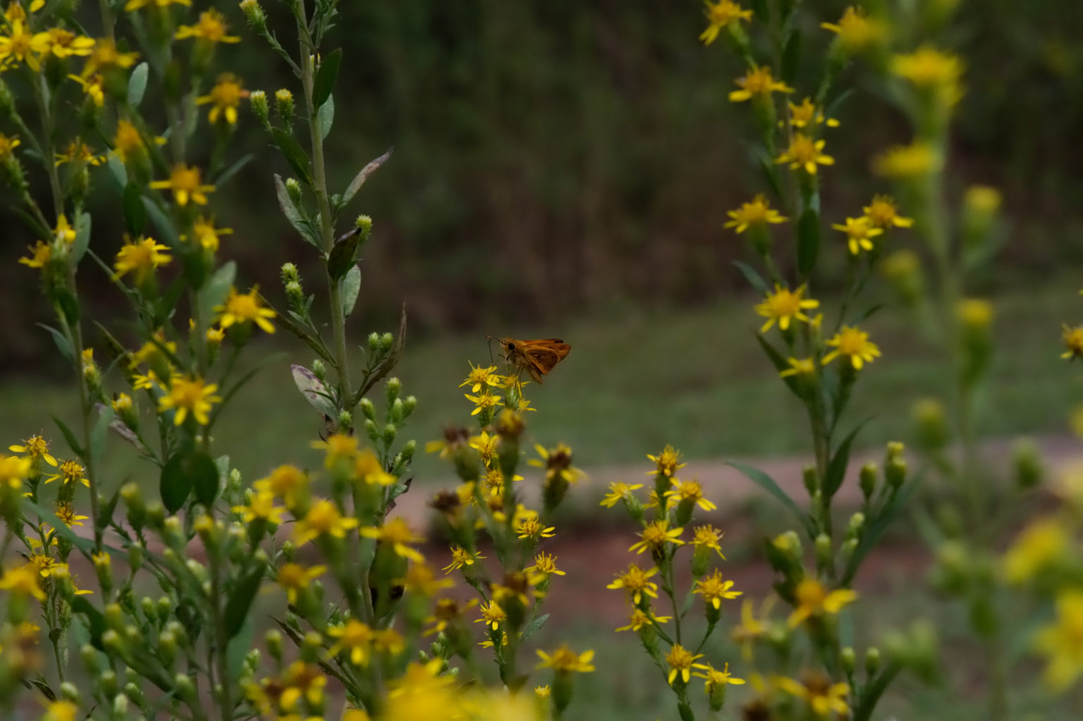 Georgia Pollinator Plants of the Year - Beech Hollow Farms