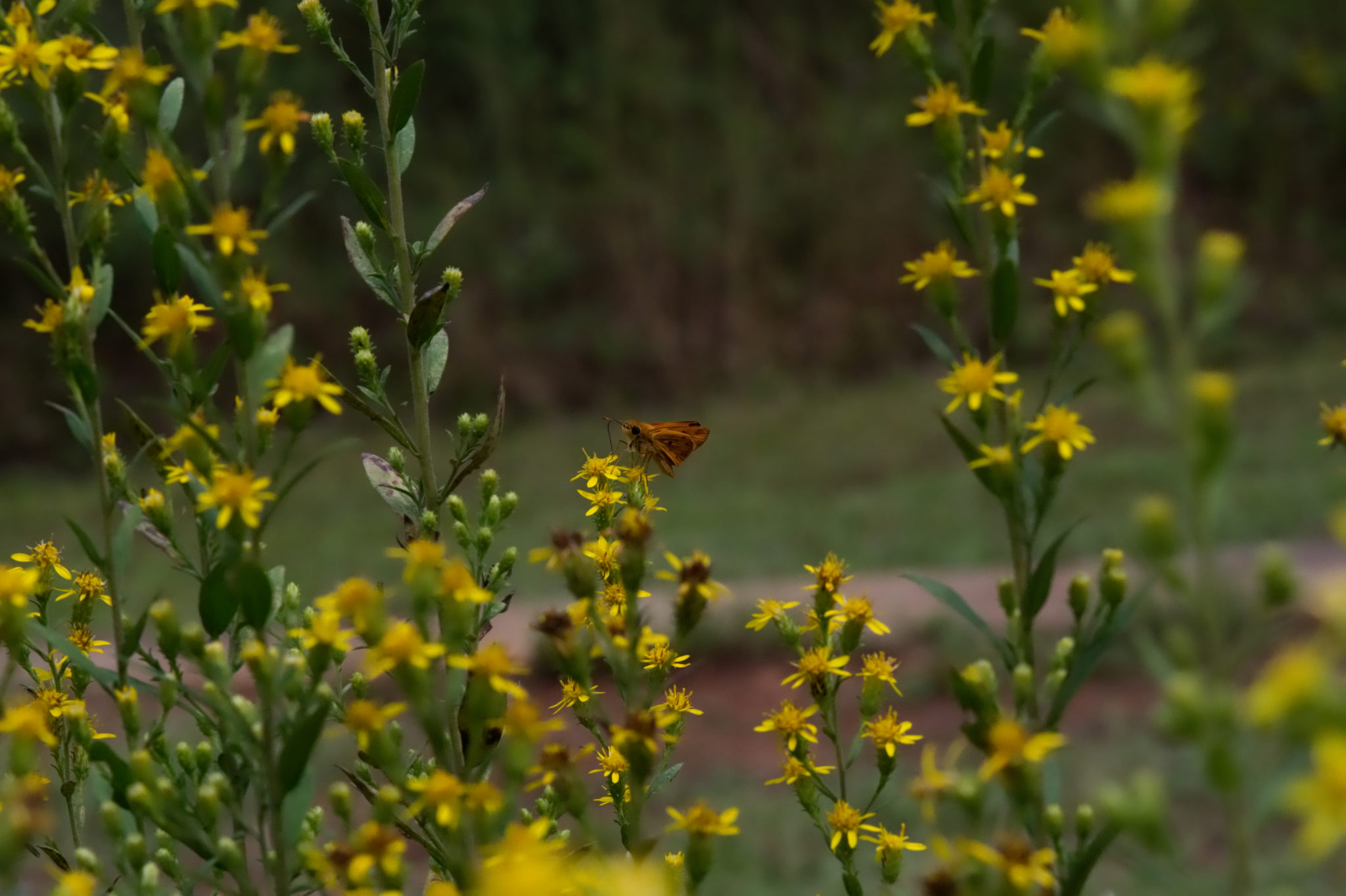 Georgia Pollinator Plants of the Year - Beech Hollow Farms