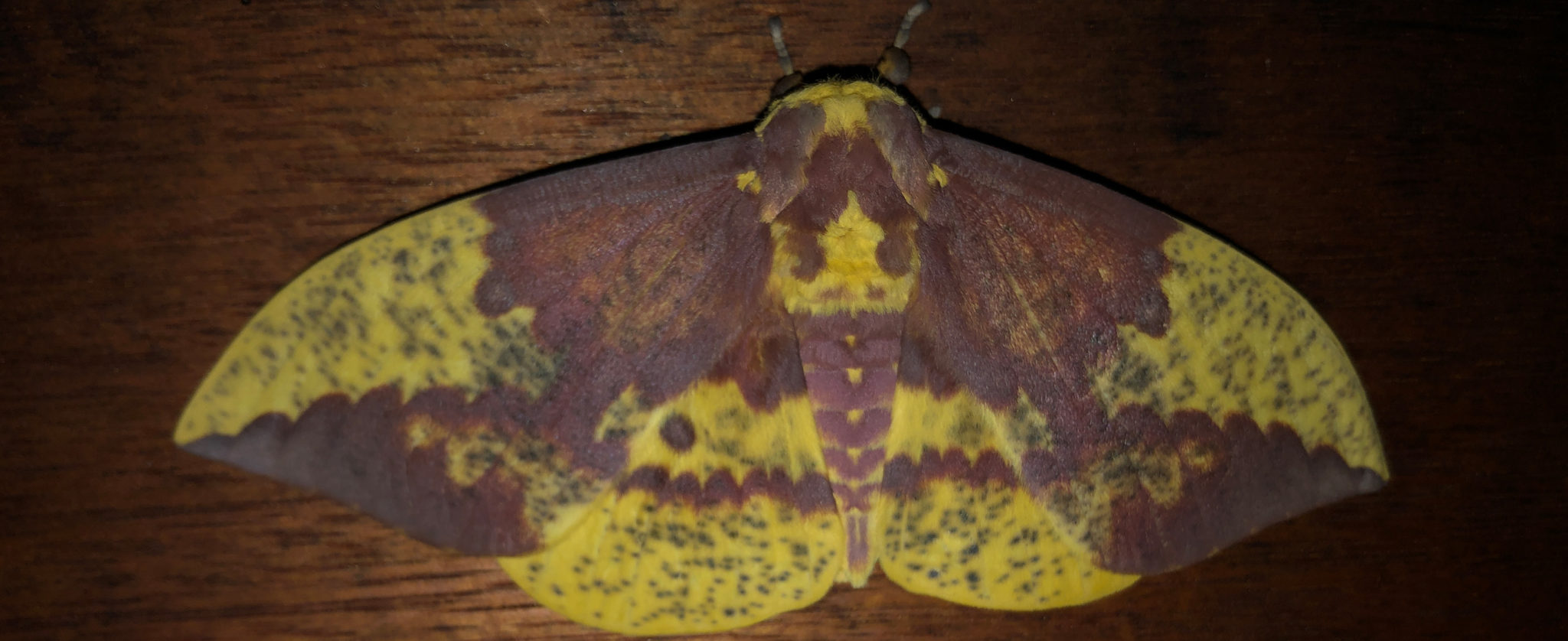 Summer Saturniid Sights - Beech Hollow Farms