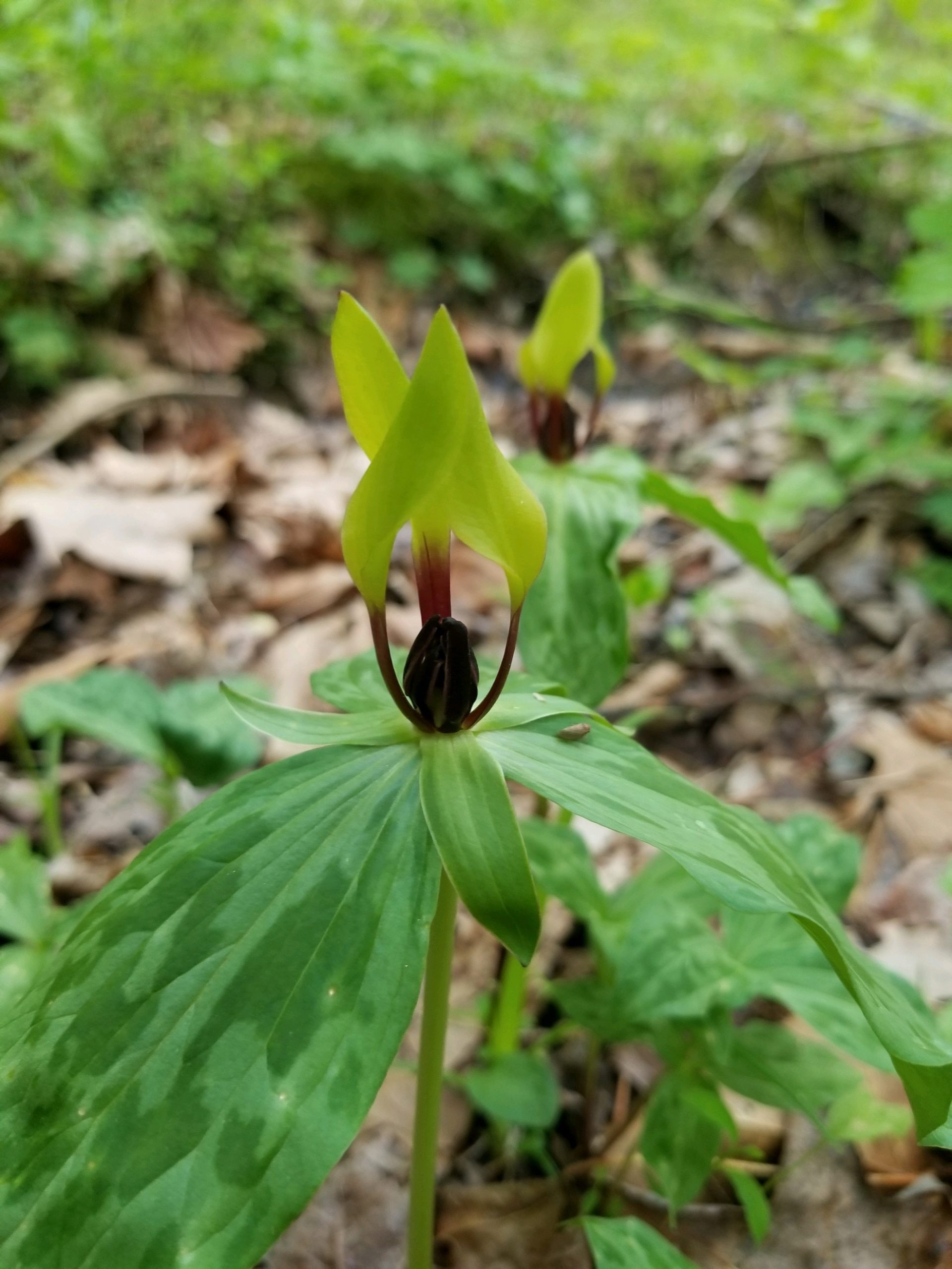 Trillium Travels - Beech Hollow Farms