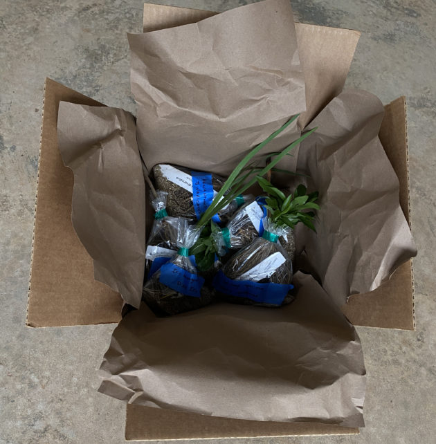 Shop Native Plants - Beech Hollow Farms