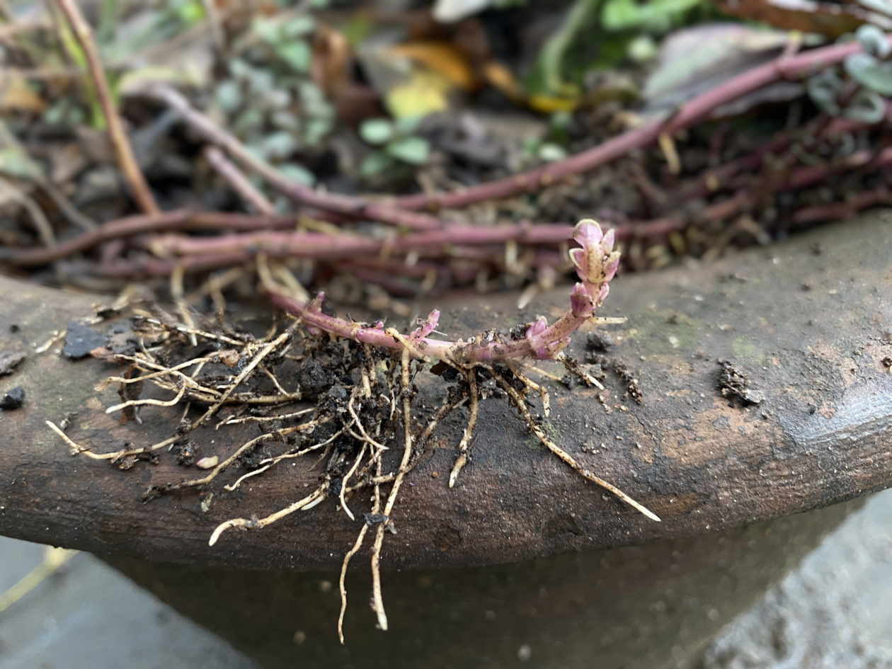 Stems to Ground, Rooting Around - Beech Hollow Farms