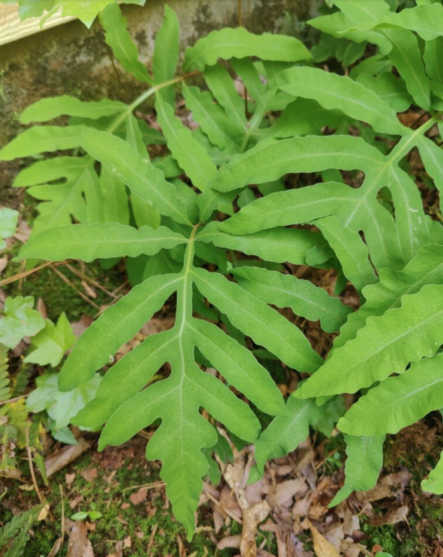 For the Love of Ferns! - Beech Hollow Farms