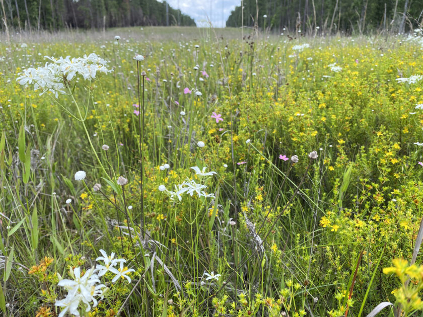 Prairie Care at the Ohoopee Dunes WMA - Beech Hollow Farms