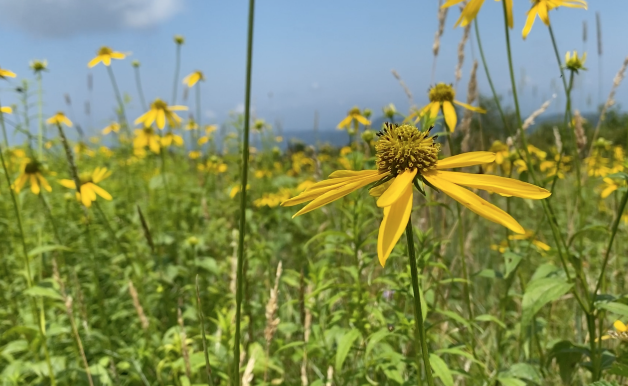 Big Prairie Skies at Tellico Plains - Beech Hollow Farms