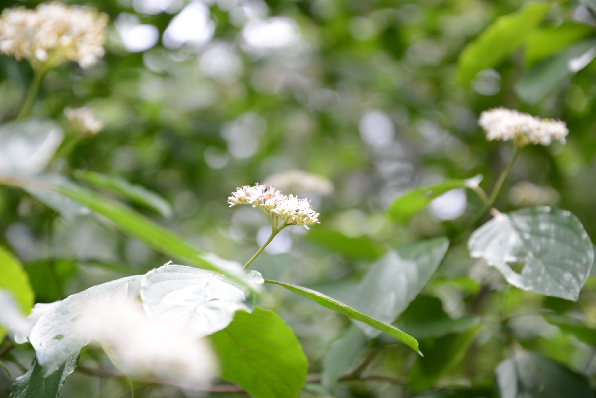 Swida amomum (Silky Dogwood), Silky Dogwood - Beech Hollow Farms